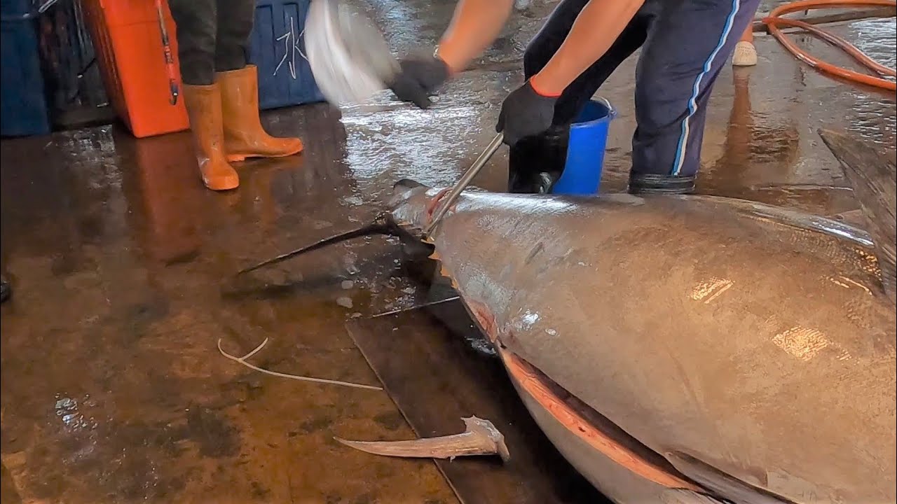 Legendary 451kg Mega Bluefin Tuna Commands Astronomical Bidding and ...