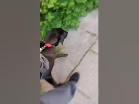 До: тянет поводок, не хочет идти домой. Результаты обучения в Школе ...