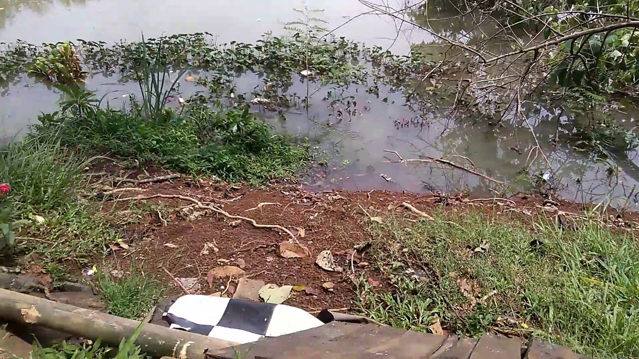 Pohon Tumbang di Setu Jampang / Bogor Jawa Barat - YouTube