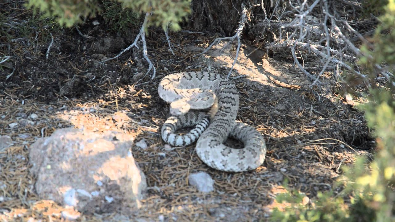 Great Basin Rattlesnake - YouTube