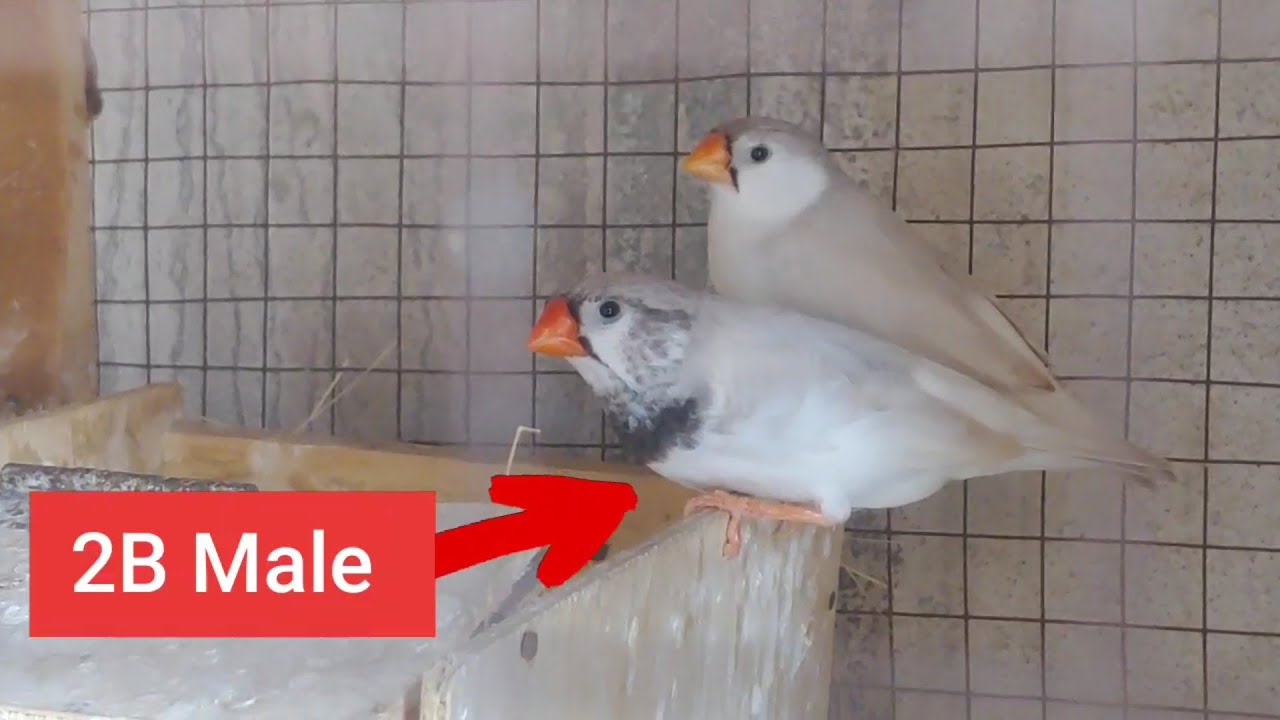 2B Zebra finch mutations | zebra finch male and female #finches - YouTube