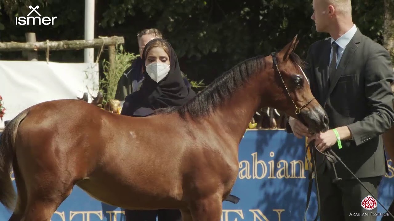 N 70 HARASCH S Strohen 2020 European Filly Foals Class 1 - YouTube