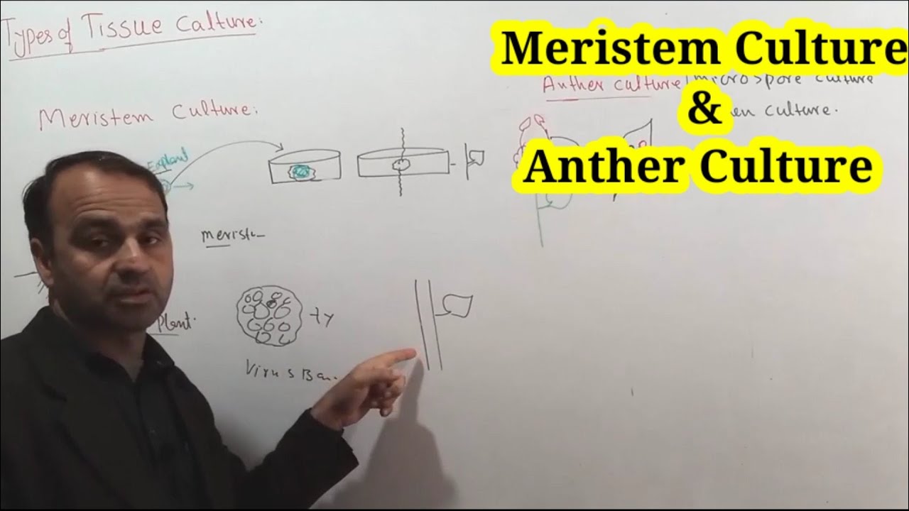 Meristem culture | Anther culture | Class 12 Biology | Biotechnology ...