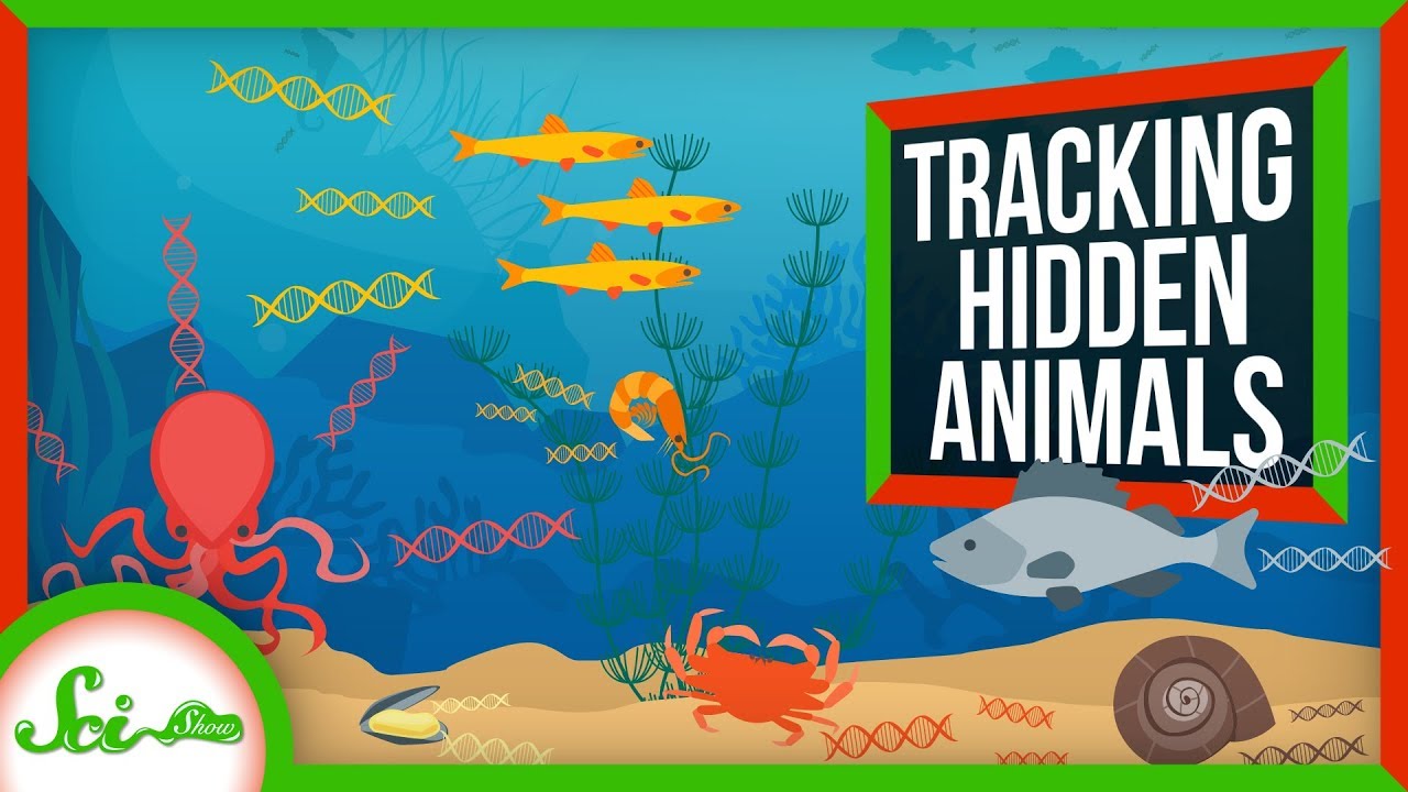 eDNA: How Scientists See Hidden Animals - YouTube