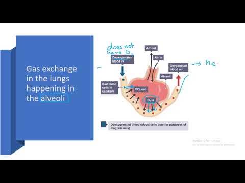 Gas exchange I Inhale and Exhale I IGCSE/ O level Biology - YouTube