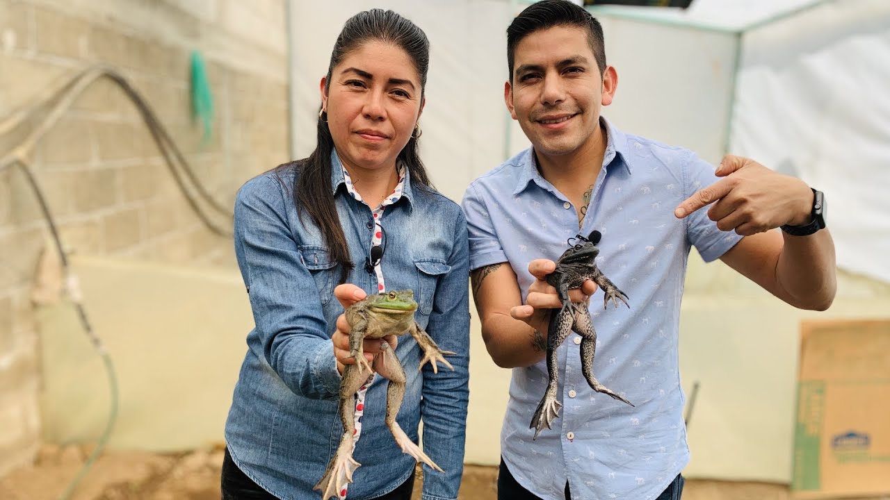 Crianza, reproducción de la RANA TORO y preparación de diversos ...