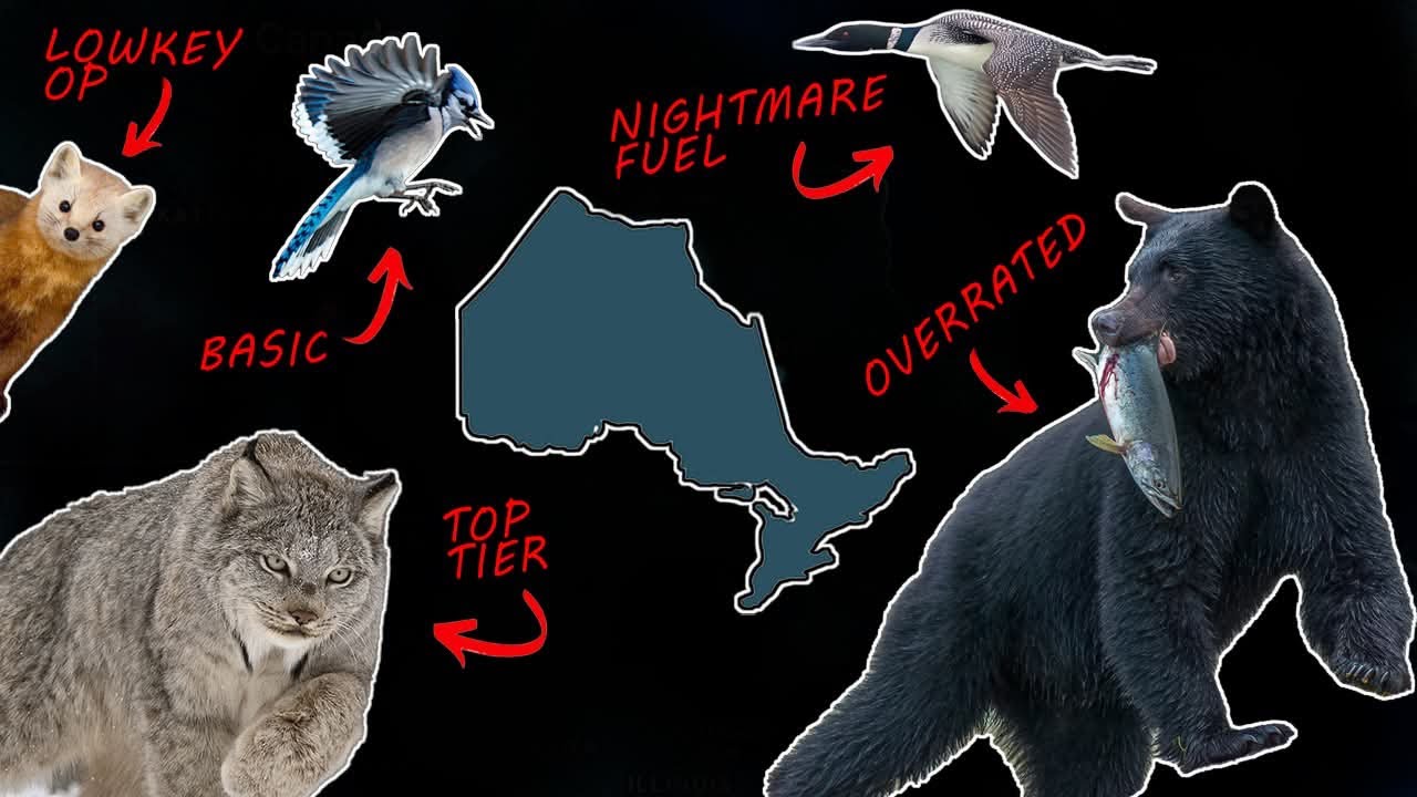 Ontario Wildlife Tier List: Ranking Canada’s Most Iconic Animals 🇨🇦 ...