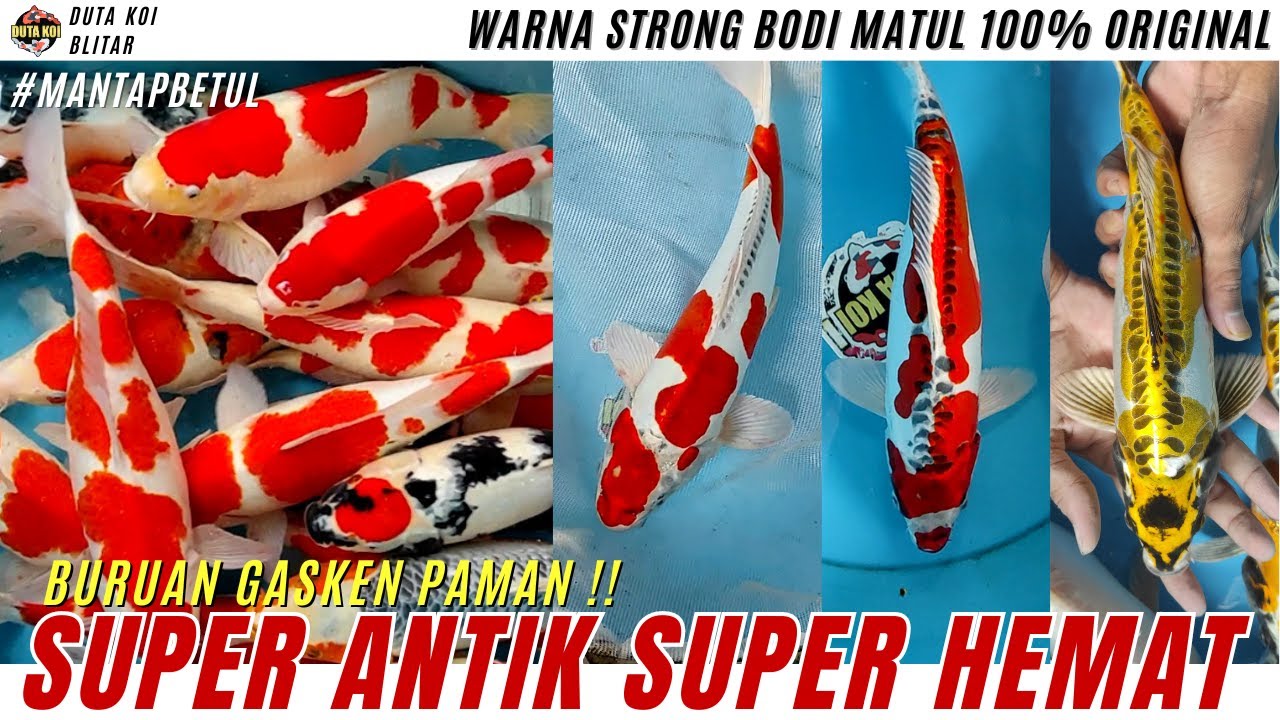 KOI SUPER ANTIK SUPER HEMAT !! BURUAN BOSKU WARNA STRONG BODI MANTUL ...