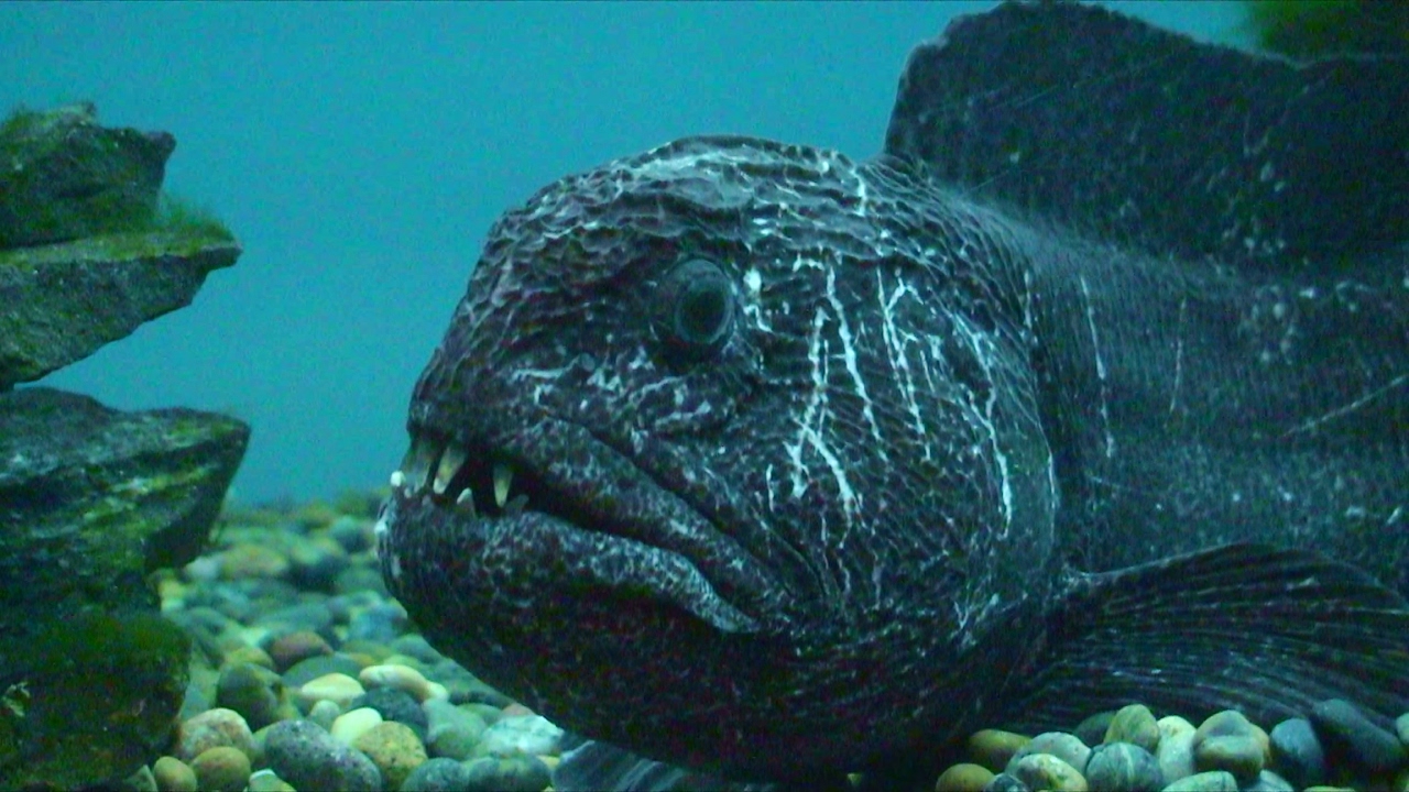 オオカミウオォォォ - Bering Wolffish - YouTube