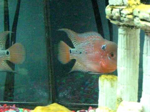 Helios-Red Pearl/Red Dragon - YouTube