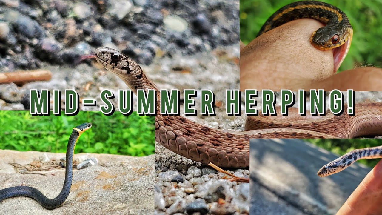 Mid-summer herping for snakes! Ringnecks, milksnakes, and more! - YouTube