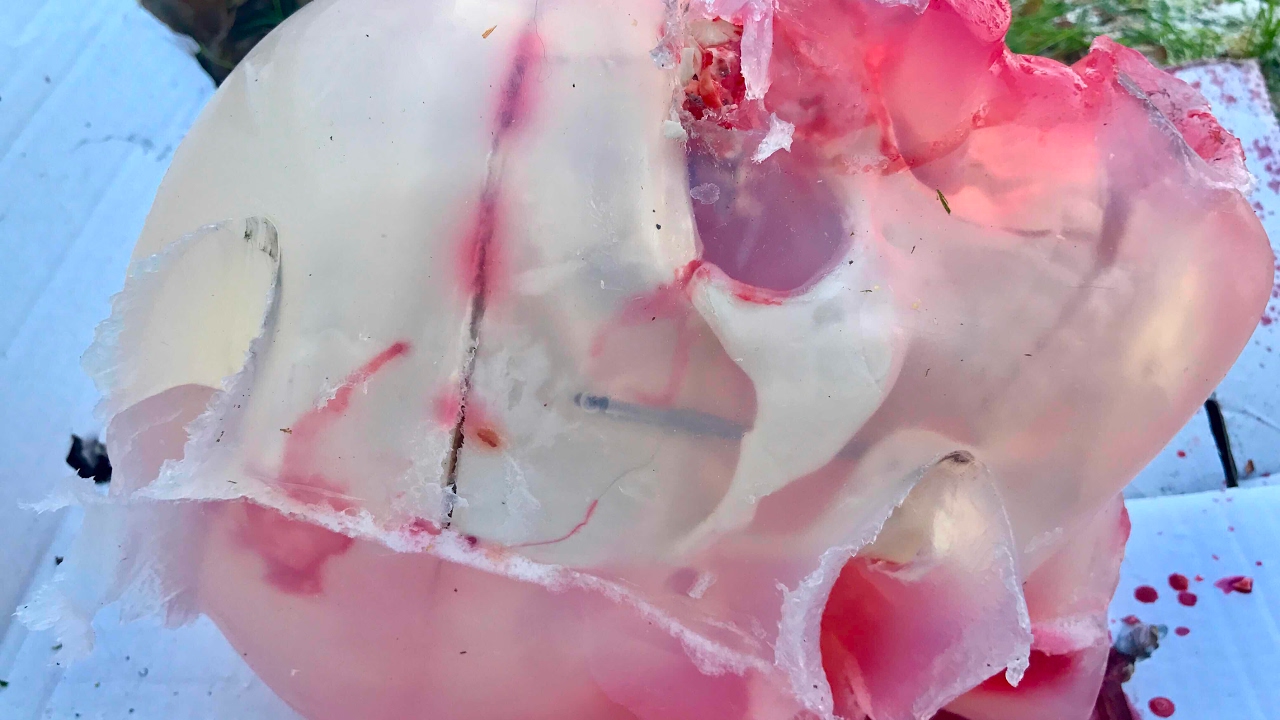 Ballistic Soap Sim Head - Head Shot (shotgun) - YouTube