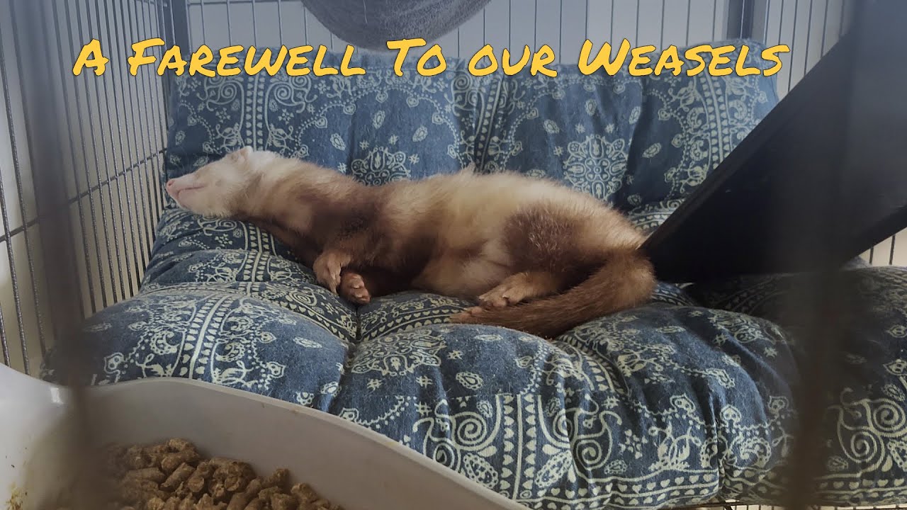 Farewell To Our Weasels - A Weasel Tribute - YouTube