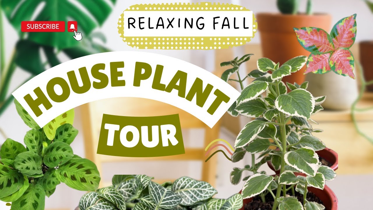 Relaxing Fall House Plants Tour | Refresh our minds House Plants Tour 🪴 ...