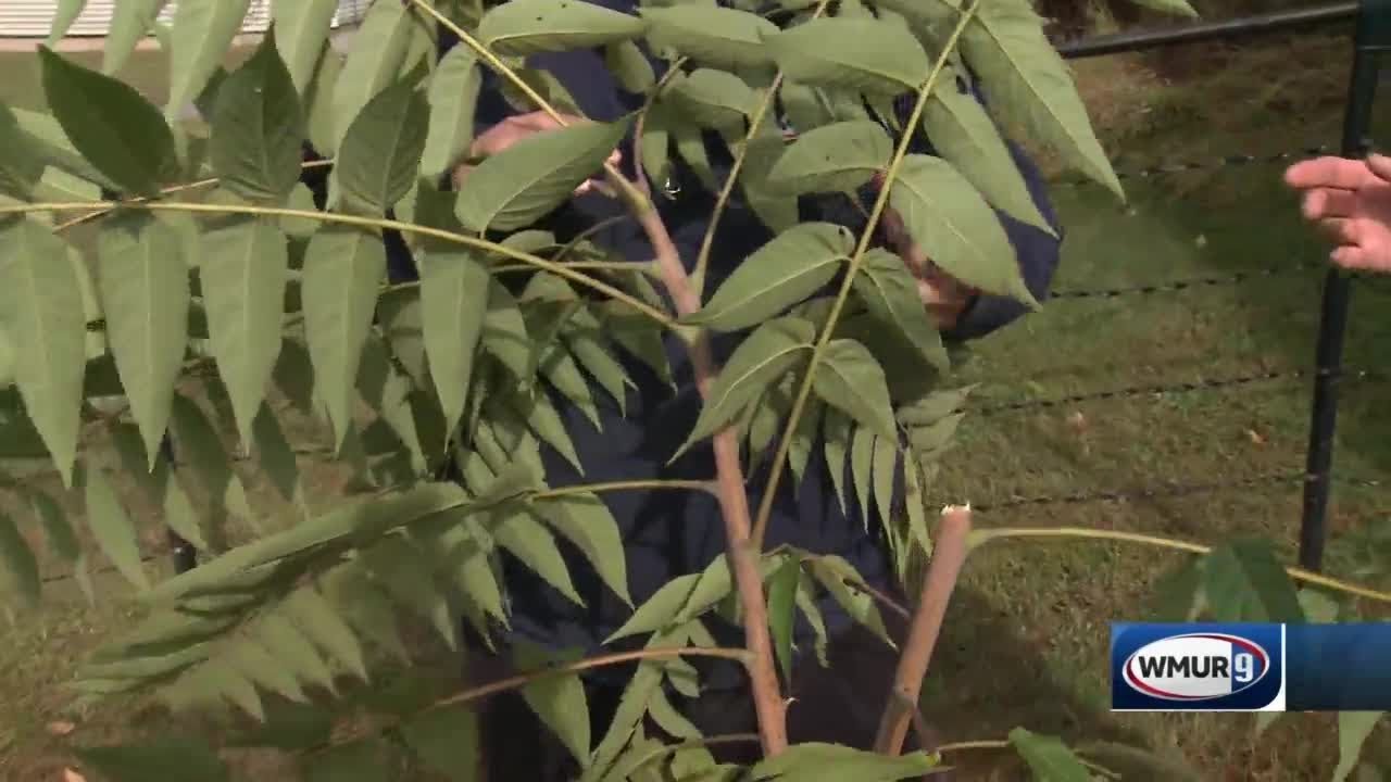Grow it Green: Tree of Heaven - YouTube