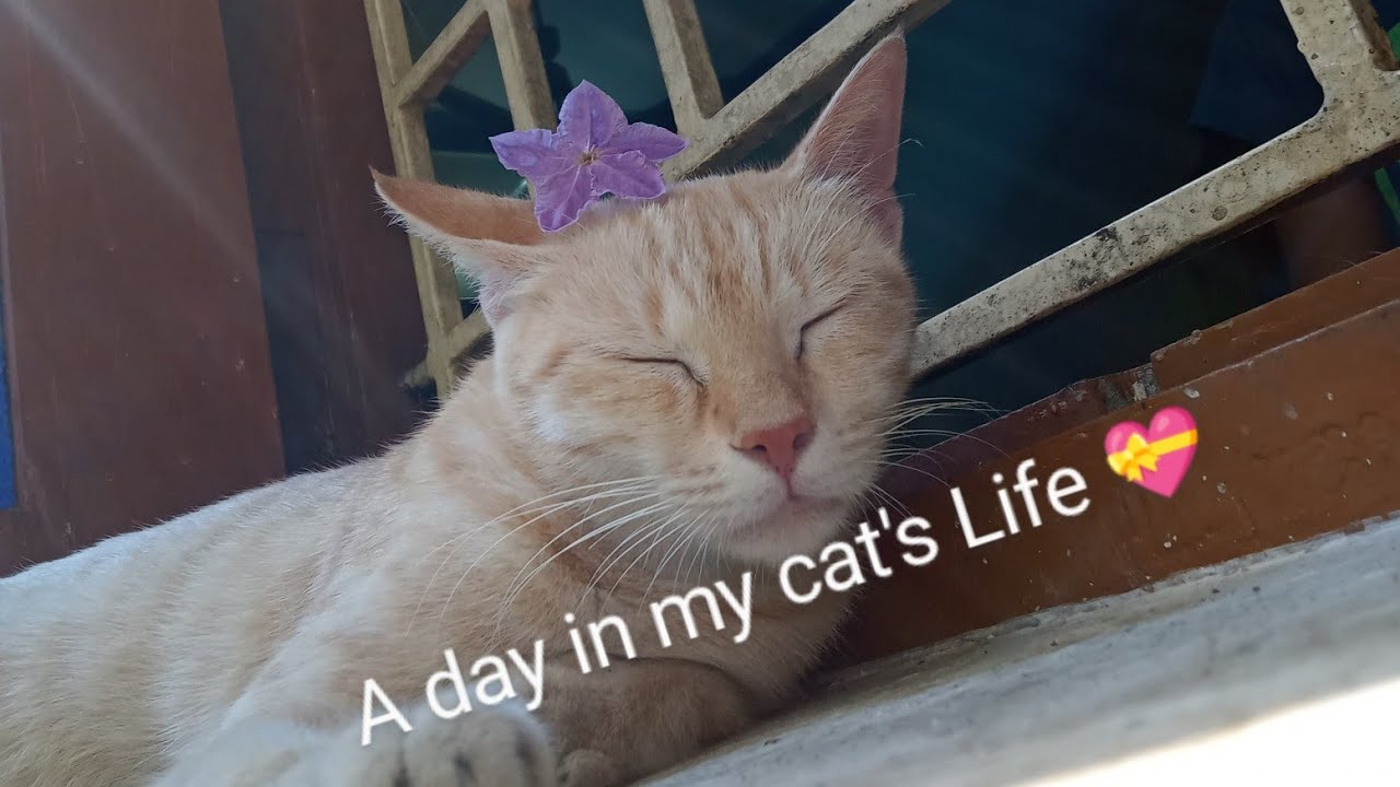 A day in my cat's Life 💝 🐈#VSKscraftydiaries - YouTube