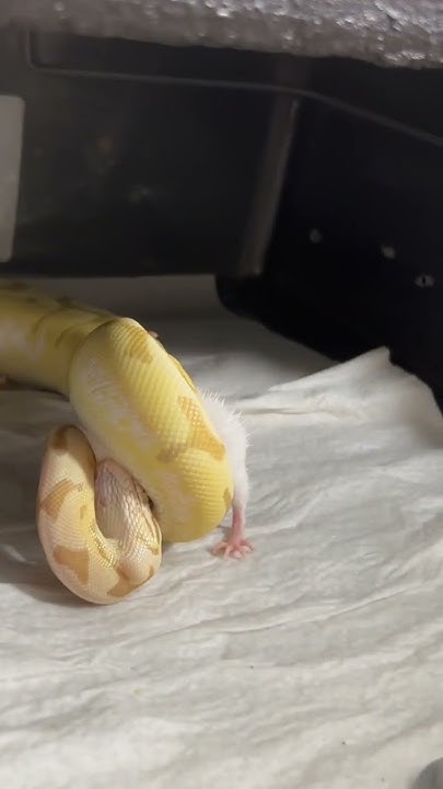 How Fast Ball Pythons Catch Prey 🐍⚠️ #shorts #short #youtube - YouTube