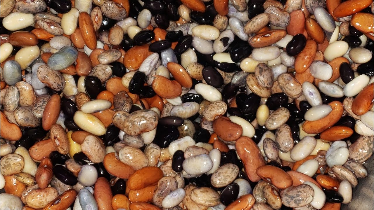 I SOAKED TOO MANY BEANS / CANNING 4 BEAN TEX MEX - YouTube