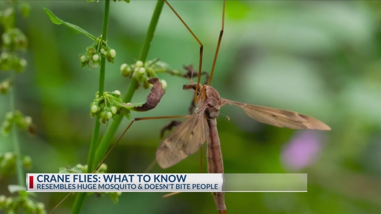 Officials reveal truth about this common East Texas insect - YouTube