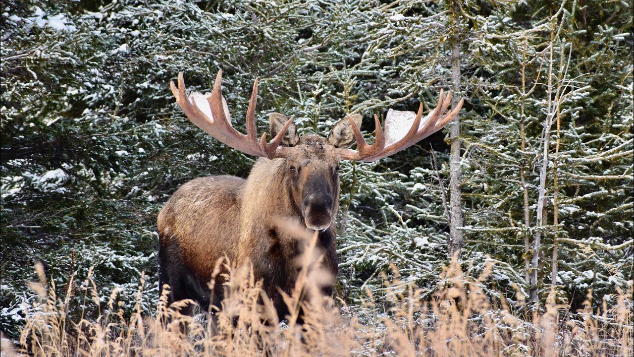 Two Huge Bull Moose - YouTube