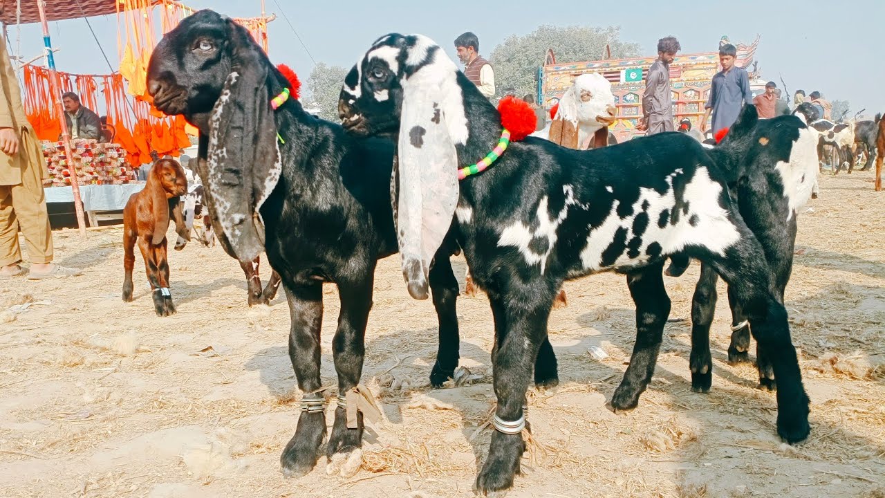 Sahiwal bakra mandi update cute battle bachay 03124058010Altaf goat ...