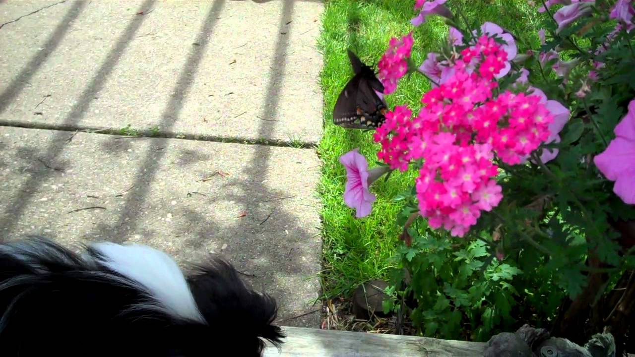 swallowtail butterfly and sheltie dog - YouTube