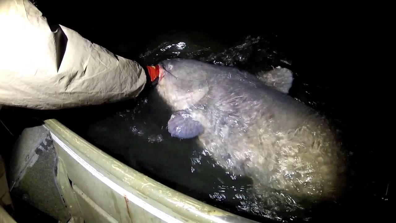 70LB MONSTER CATFISH release (another) - YouTube