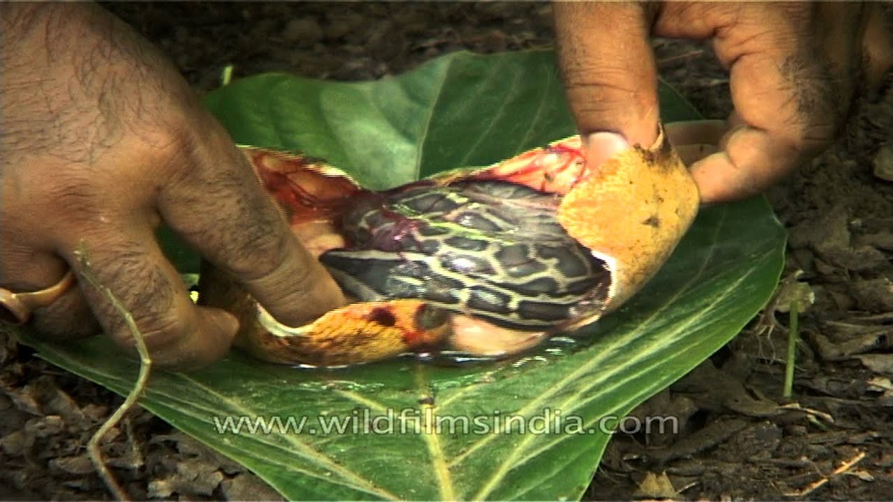 Tearing open a Python egg to release the baby snake - YouTube