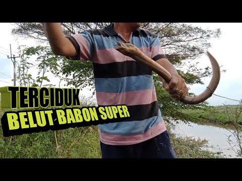 CIDUK LANGSUNG PENGHUNI SUNGAI INI