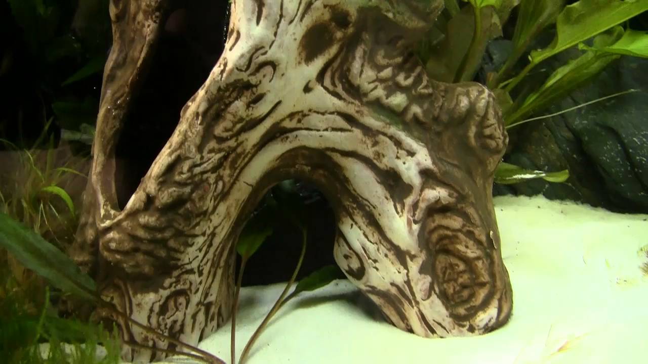 Standing tree trunk aquarium decoration by aqua maniac - YouTube