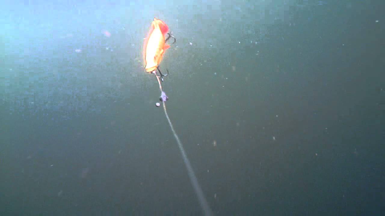 Another Camera Crunching Pike !!! - YouTube