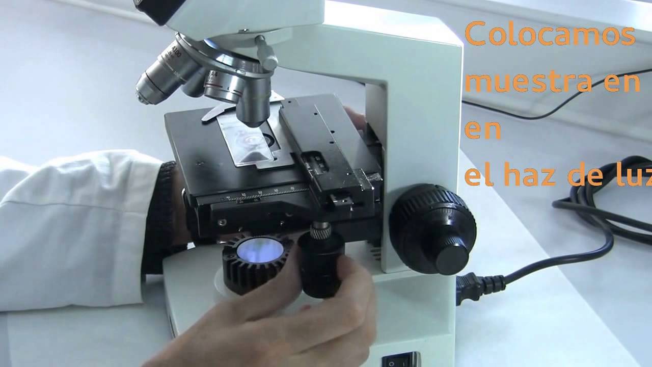 Hojas De Trabajo Sobre Microscopio Compuesto