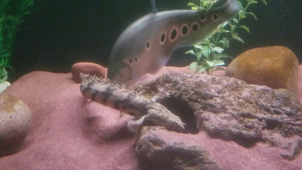 New sydontis featherfin squeaker cat - YouTube