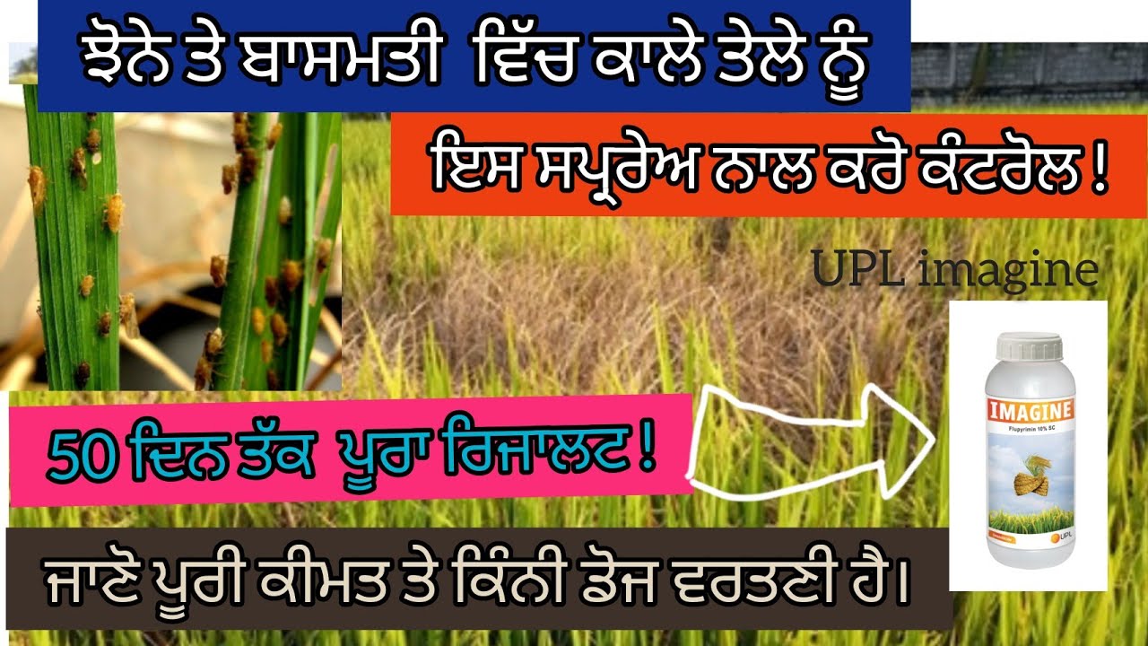 ਝੋਨੇ ਤੇ ਬਾਸਮਤੀ ਵਿੱਚ ਕਾਲੇ ਤੇਲੇ ਨੂੰ ਇਸ ਸਪ੍ਰਰੇਅ‌ ਨਾਲ ਕਰੋ ਕੰਟਰੋਲ ! full ...