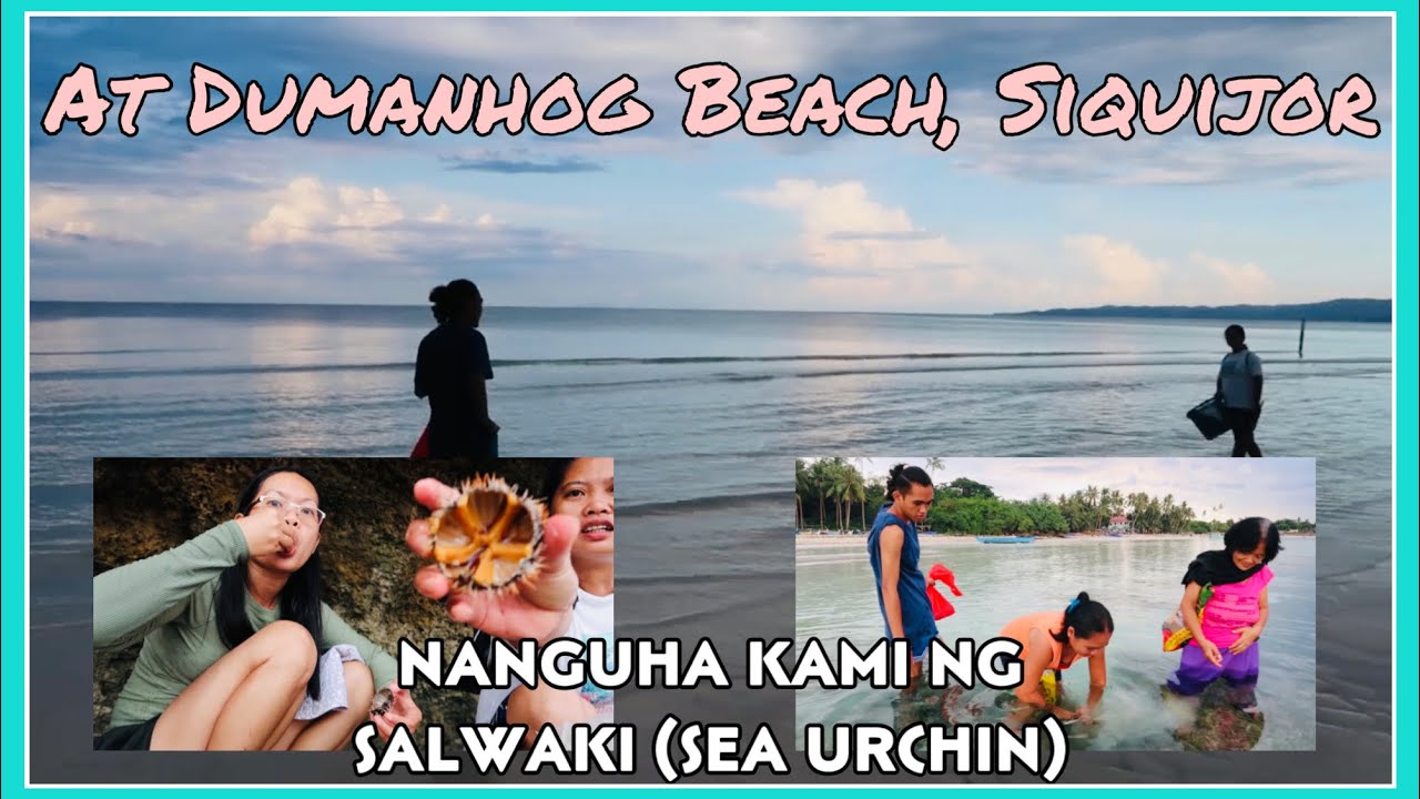 COLLECTING SEA URCHIN IN OUR BEAUTIFUL BEACH OF DUMANHOG, SIQUIJOR ...
