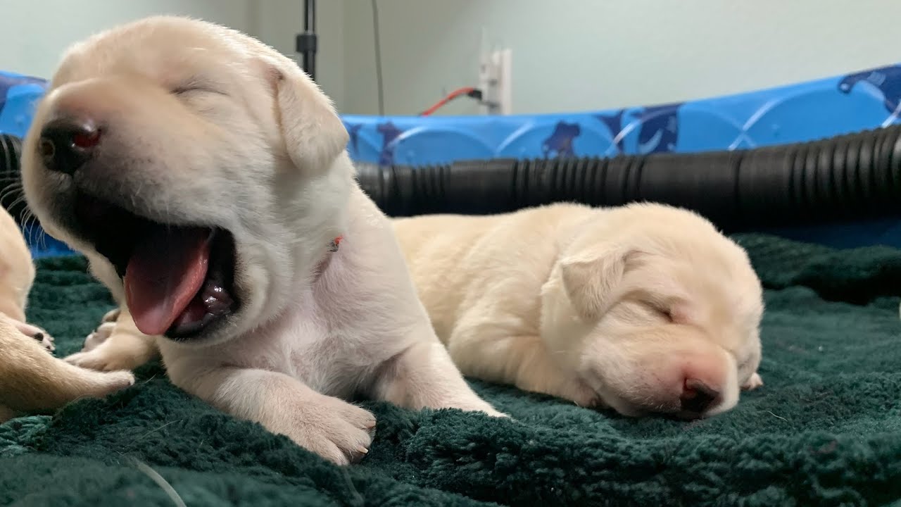 Livestream REPLAY: Chunky Lab Puppies, Charlie Brown & Linus at 3 weeks ...