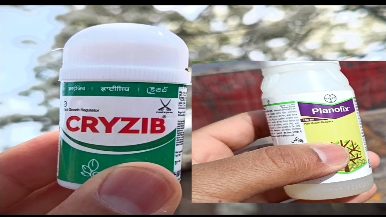 Today spray || Crazib with Planofix || Gibberellic Acid || plant growth ...