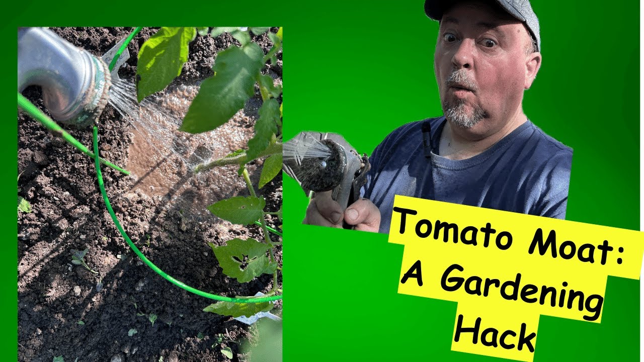 Tomato Moat: A Gardening Hack - YouTube