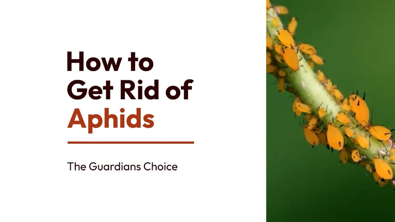 4 Ways to Get Rid of Aphids Fast and Easy | Best Aphid Treatment | The ...