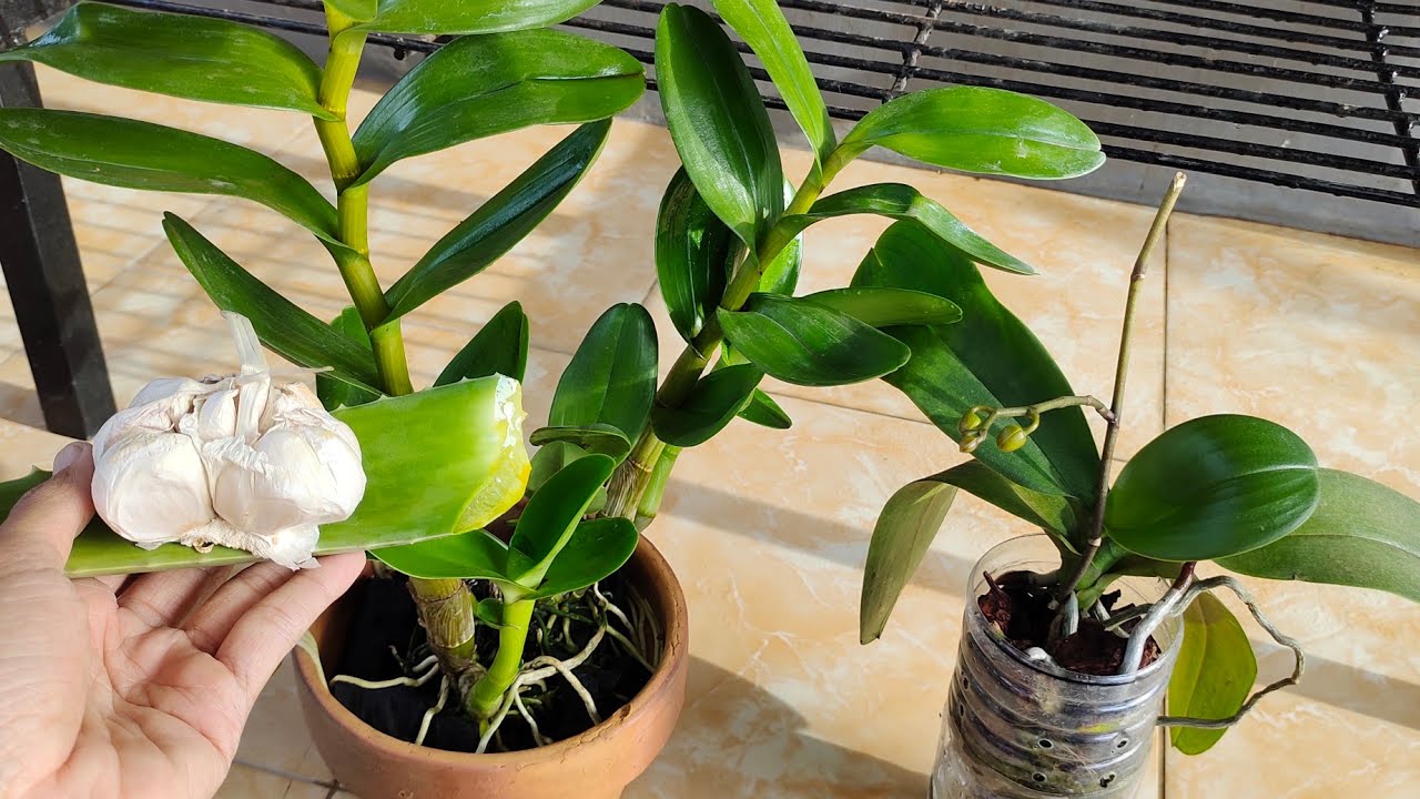 CARA PALING MUDAH MERAWAT AKAR DAN DAUN ANGGREK BERSIH SEHAT LUAR BIASA ...