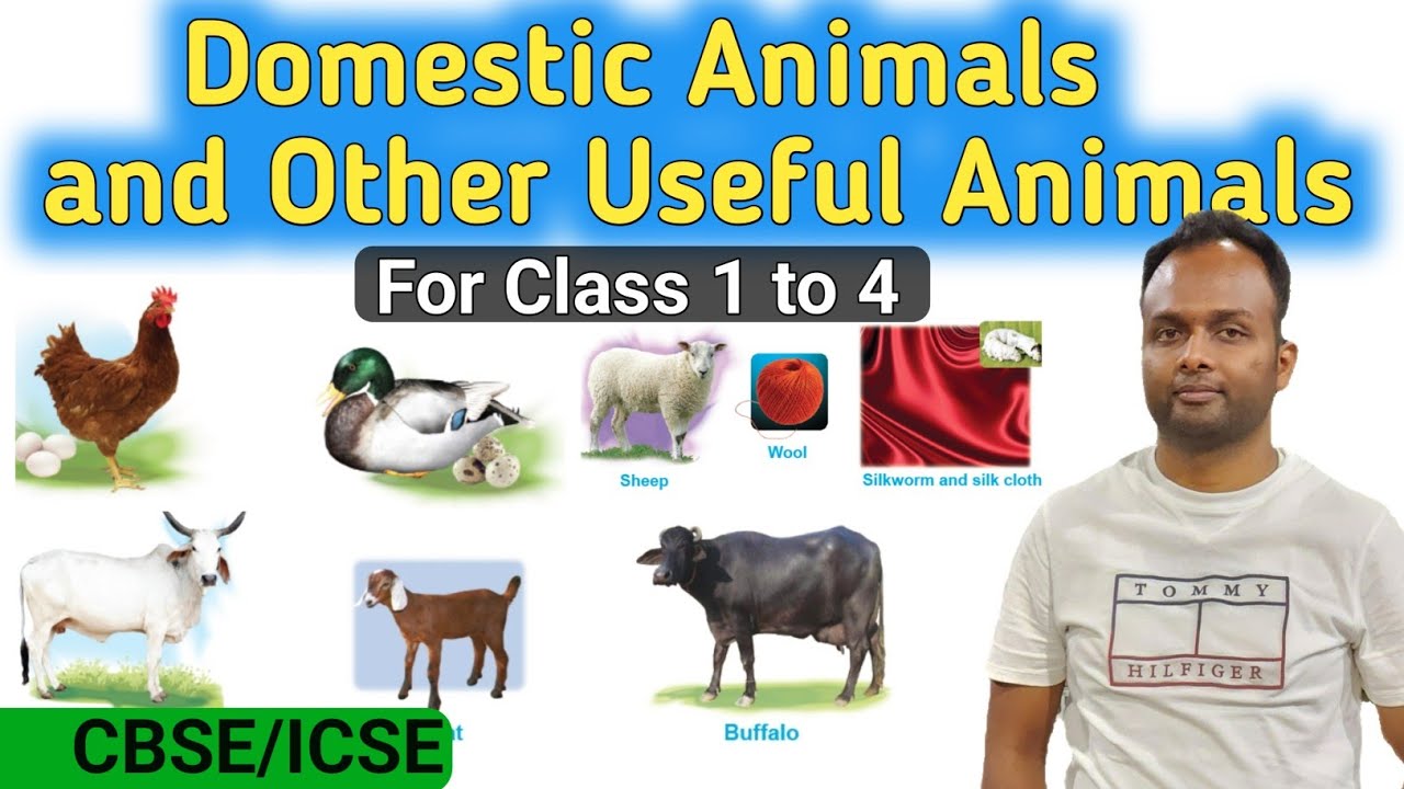 Domestic Animals And Other Useful Animals|For Class 1 to 4 only|CBSE ...