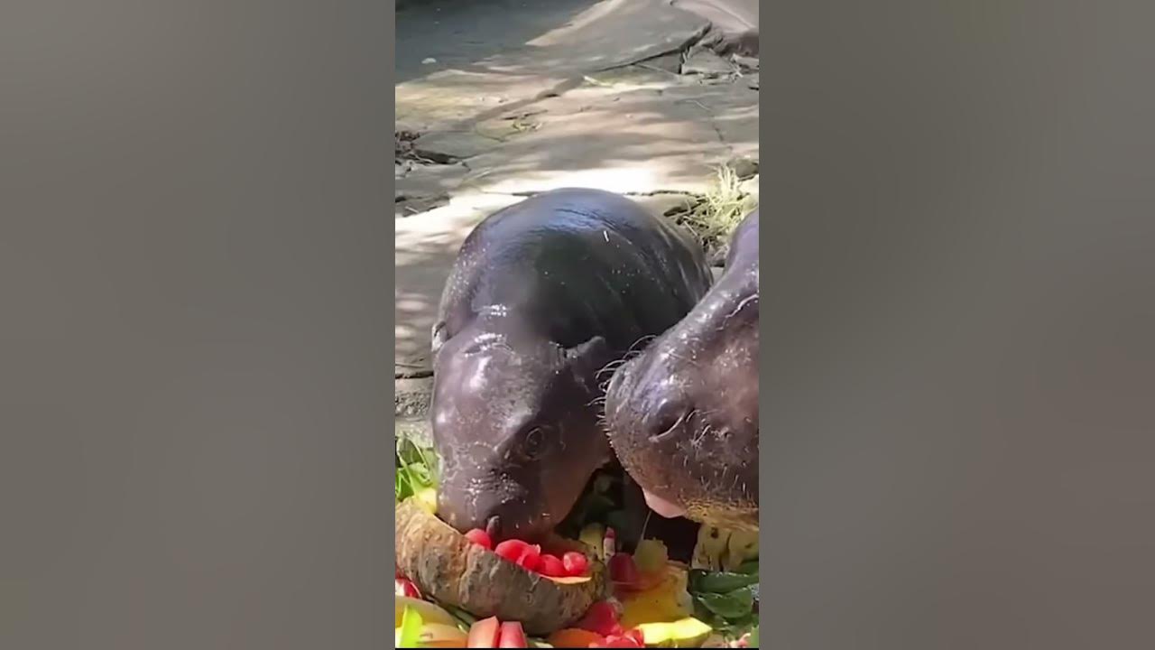 เด้งกำลังกินอร่อยๆ หยุดซะงั้นเหมือนรู้ว่ามีคนดูเยอะ😍😍😍น่าสงสาร Cr.khamoo.andthegang - YouTube