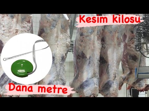 Kurbanlıkları tarttım kaç kilo geldiler? Dana metre ile hayvan kilosu ...