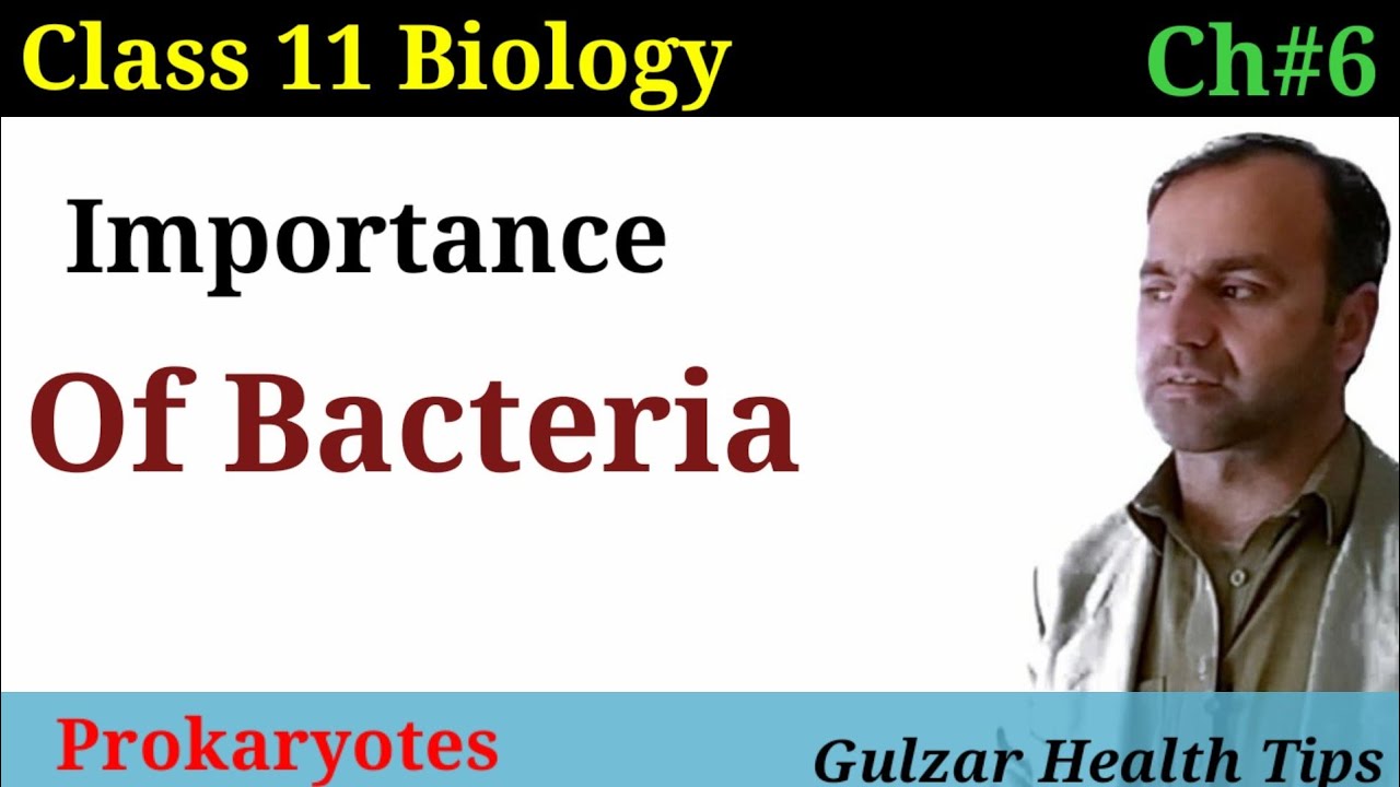 Importance of bacteria | Prokaryotes | Class 11 biology . - YouTube