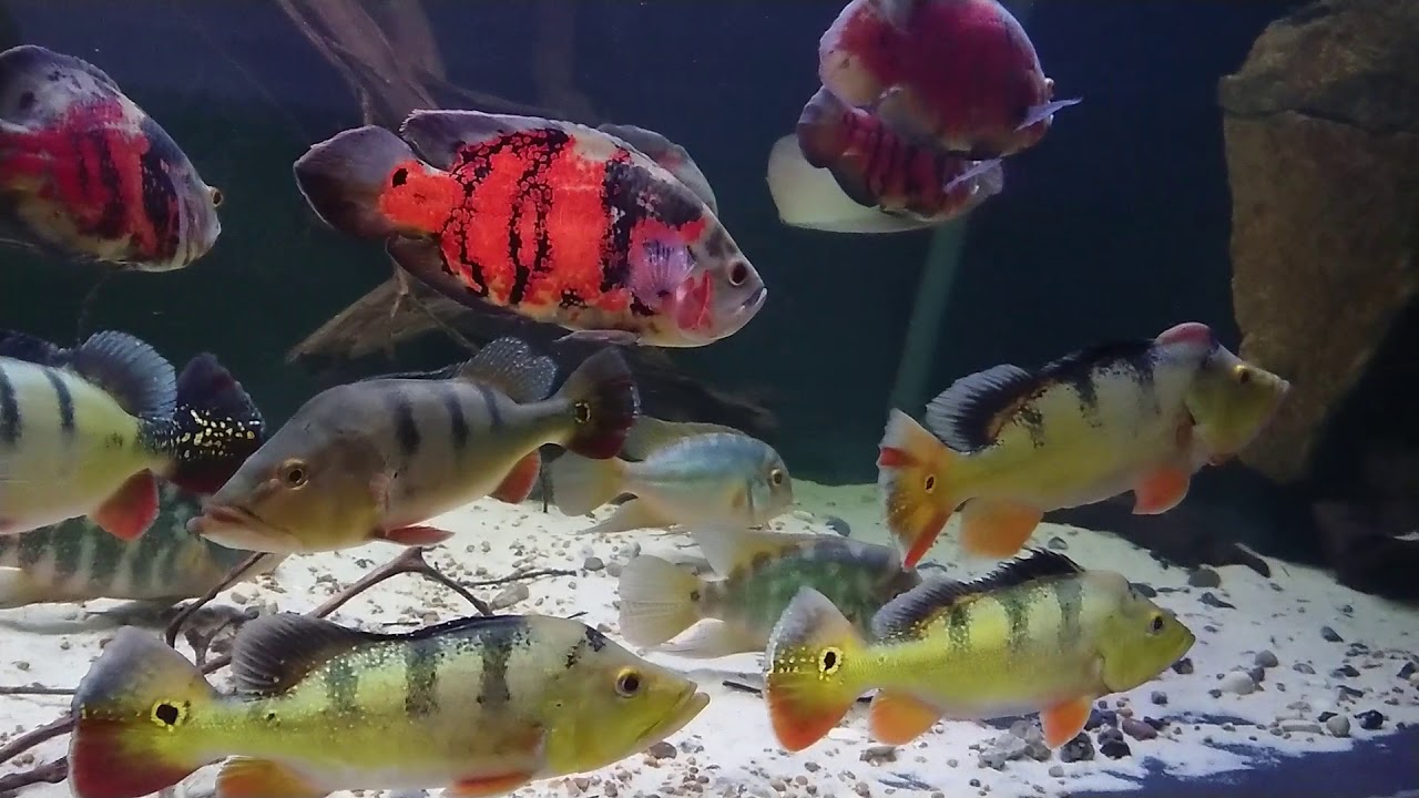 Cichla monoculus Oscar carettochelys insculpta - YouTube