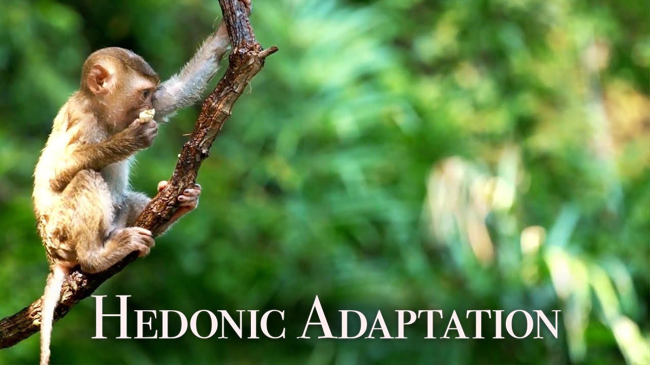 8. Hedonic Adaptation: Does It Apply to Nature? - YouTube