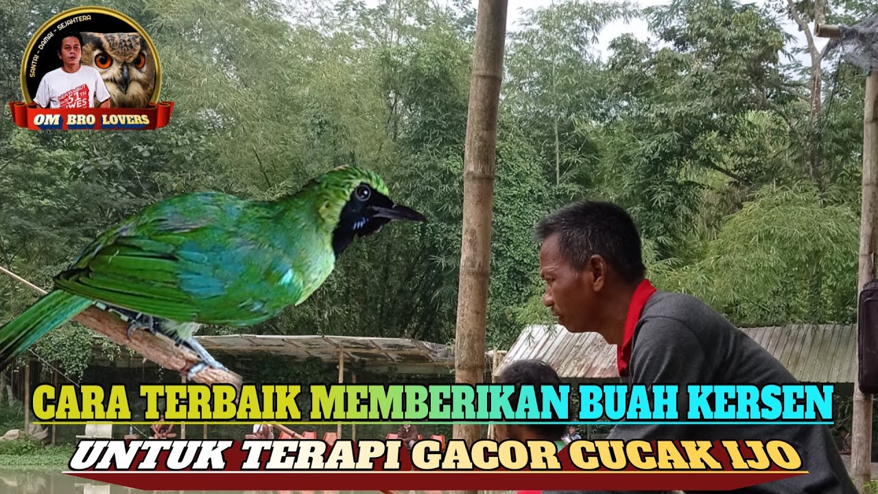 Cara Terbaik Memberikan Buah Kersen Untuk Terapi Gacor Cucak Ijo - YouTube