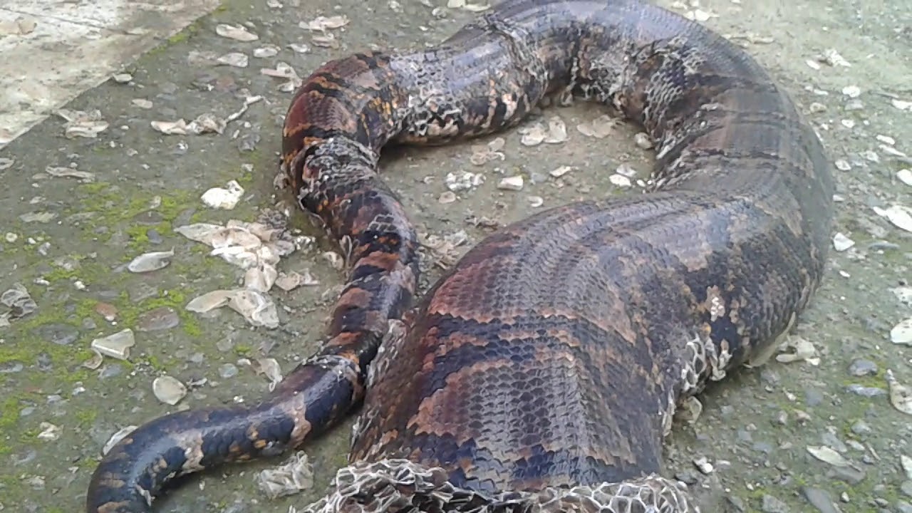 ULAR RAKSASA 8 METER GANTI KULIT - YouTube