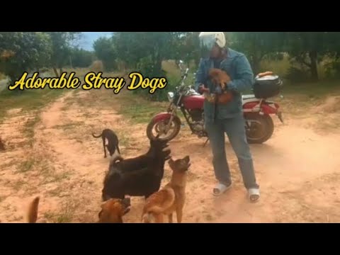 Adorable Stray Dogs at my farm. #dog #adorable #pets - YouTube