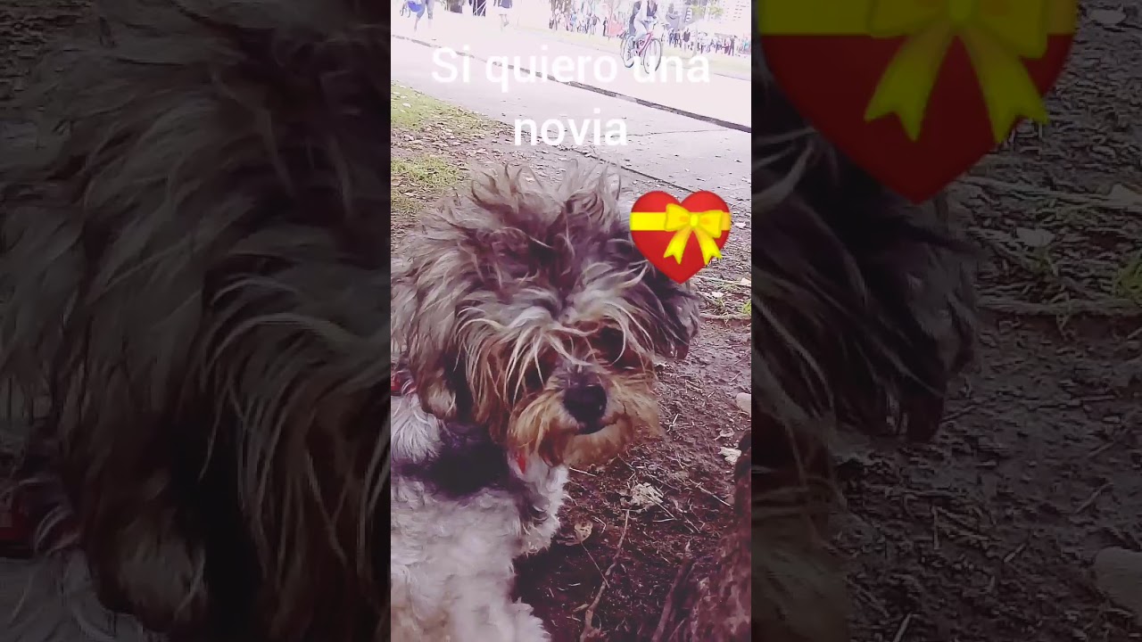 Mi perro boby - YouTube